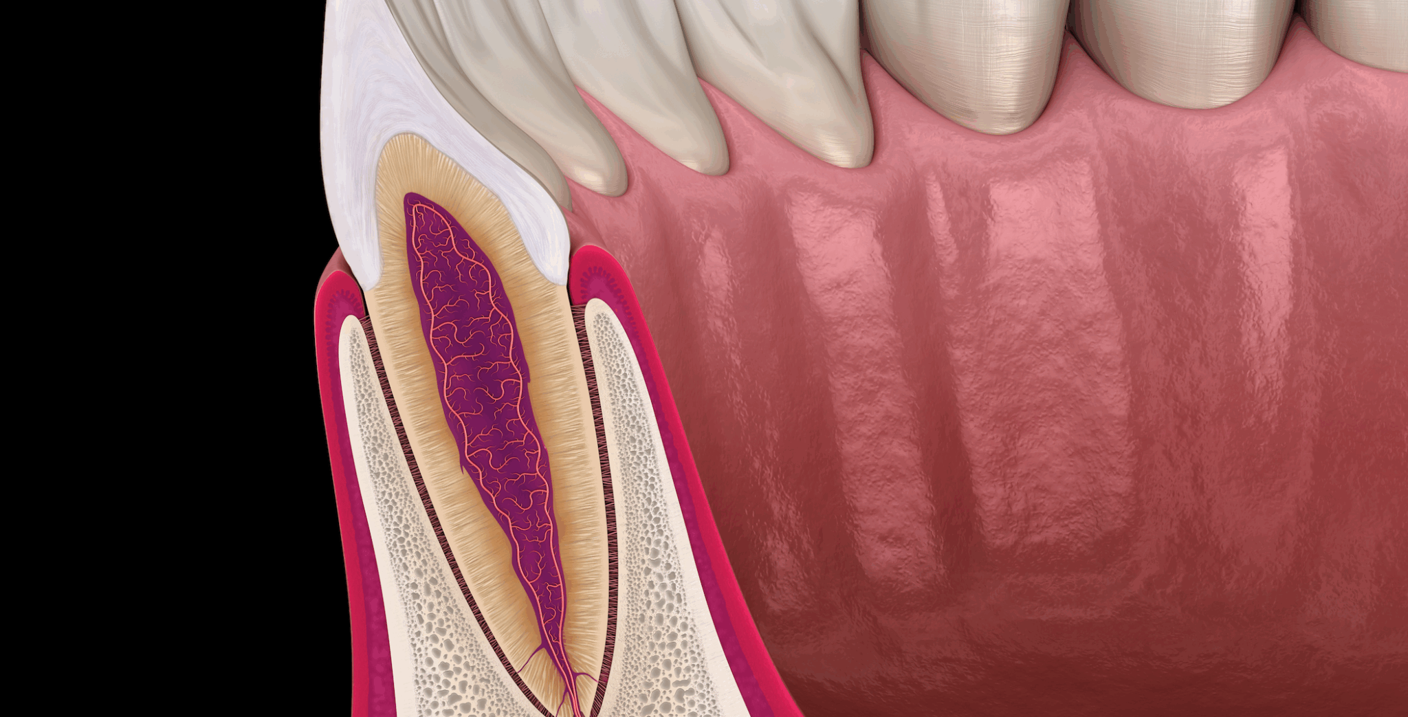Ligamento periodontal: qué es y cómo puede verse afectado